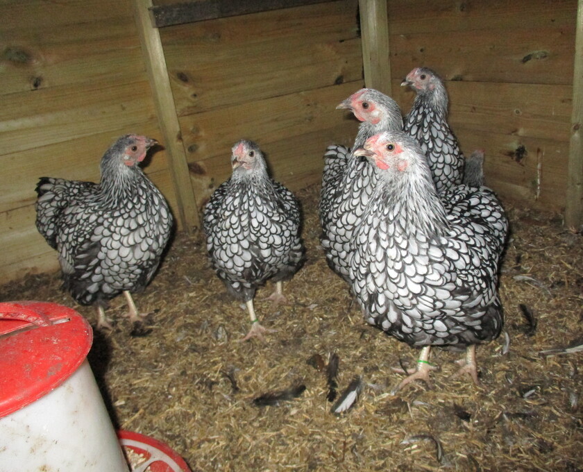 Silver Laced Wyandotte Bantam pullets APHA Registered. - in Stafford ...