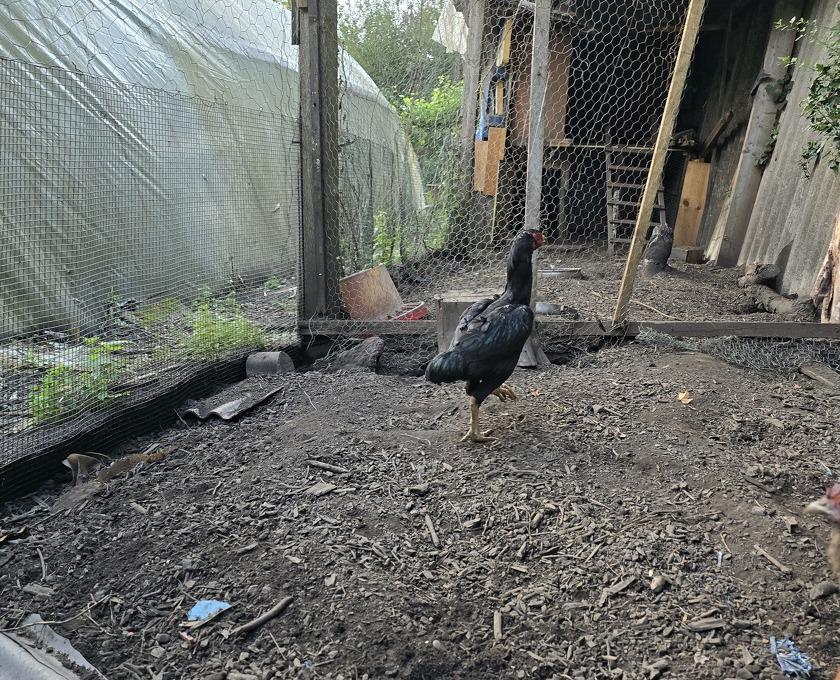 shamoo chicken - in Nottingham, England - Sell Your Poultry