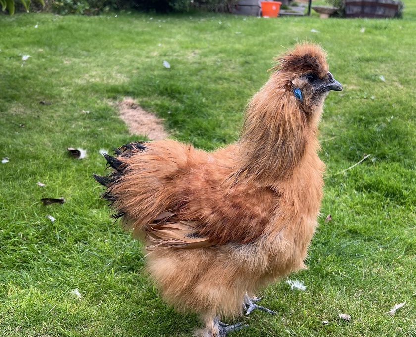 Silkie Cockerel - free - in Cardross, Scotland - Sell Your Poultry