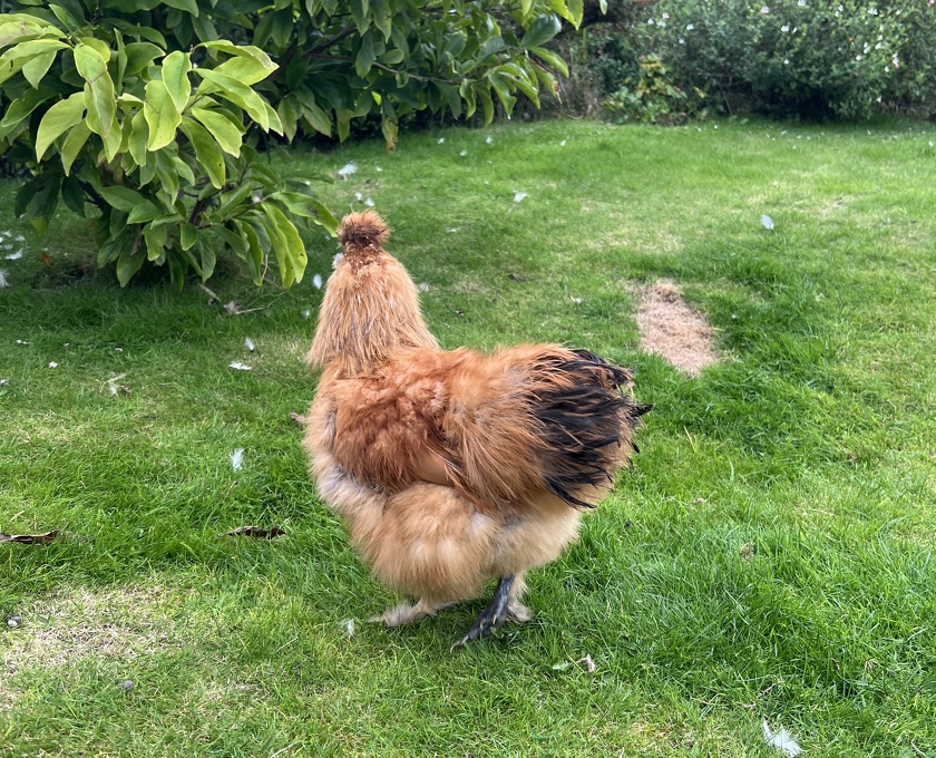Silkie Cockerel - free - in Cardross, Scotland - Sell Your Poultry