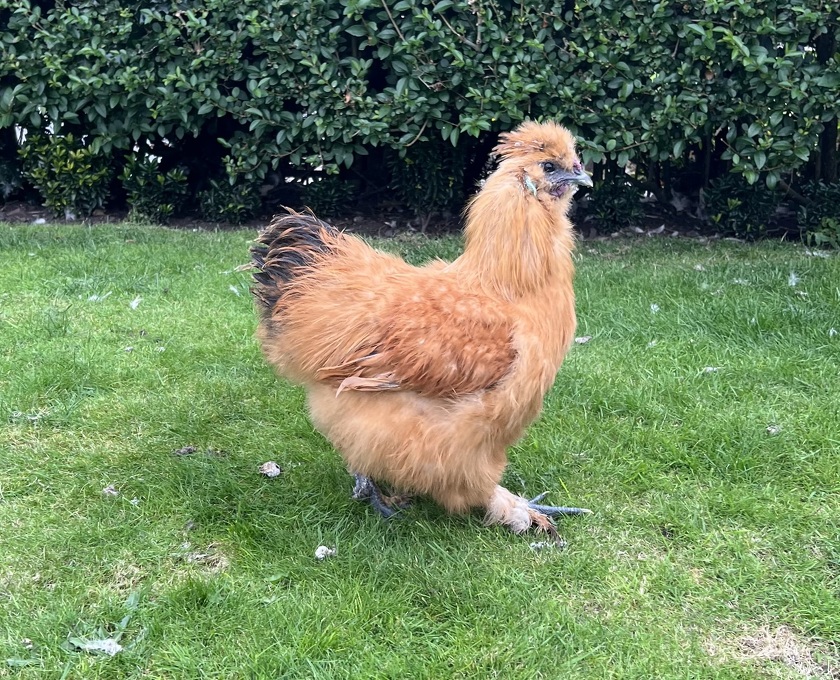 Silkie Cockerel - free - in Cardross, Scotland - Sell Your Poultry