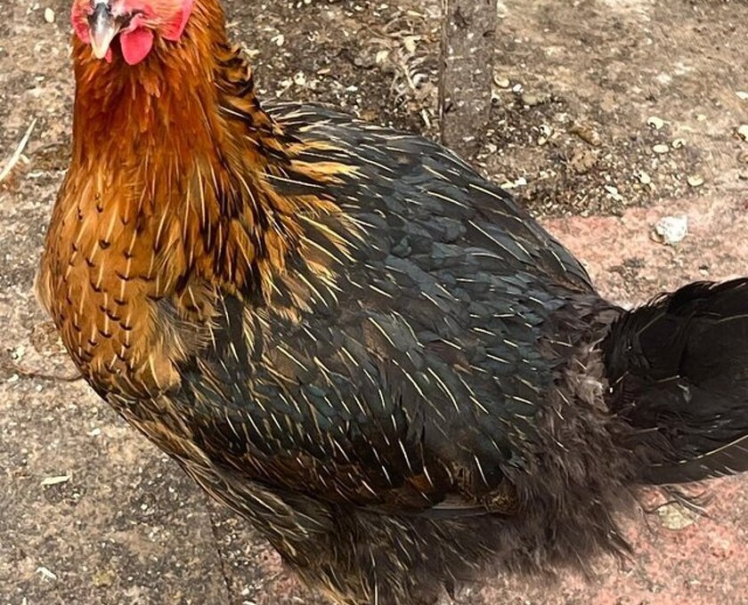 Rhode Rock, White star, Brown chickens for sale - in Tipton, England ...