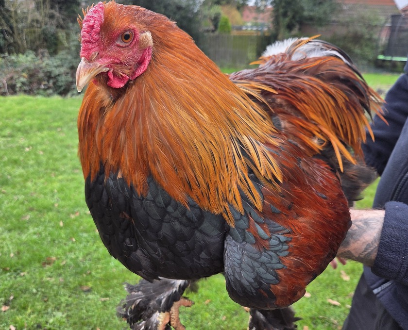 Gold partridge brahma cockerel - in Gainsborough, England - Sell Your ...