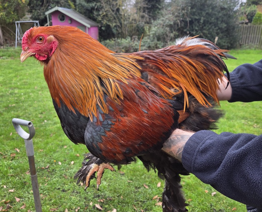 Gold partridge brahma cockerel - in Gainsborough, England - Sell Your ...