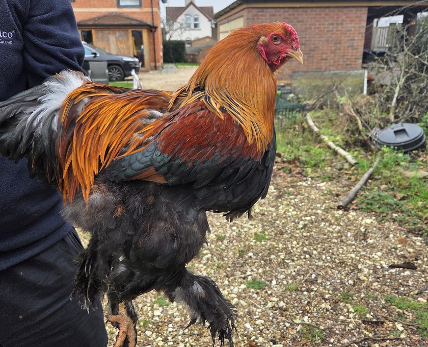 Gold partridge brahma cockerel - in Gainsborough, England - Sell Your ...