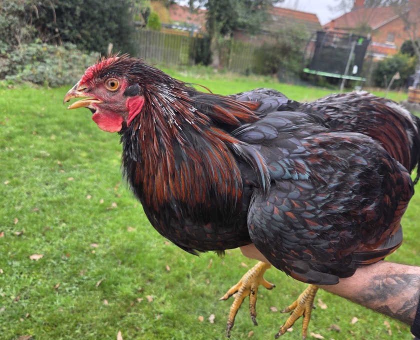 Gold laced wyandotte cockerel - in Gainsborough, England - Sell Your ...