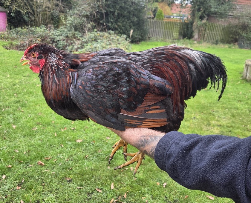 Gold laced wyandotte cockerel - in Gainsborough, England - Sell Your ...